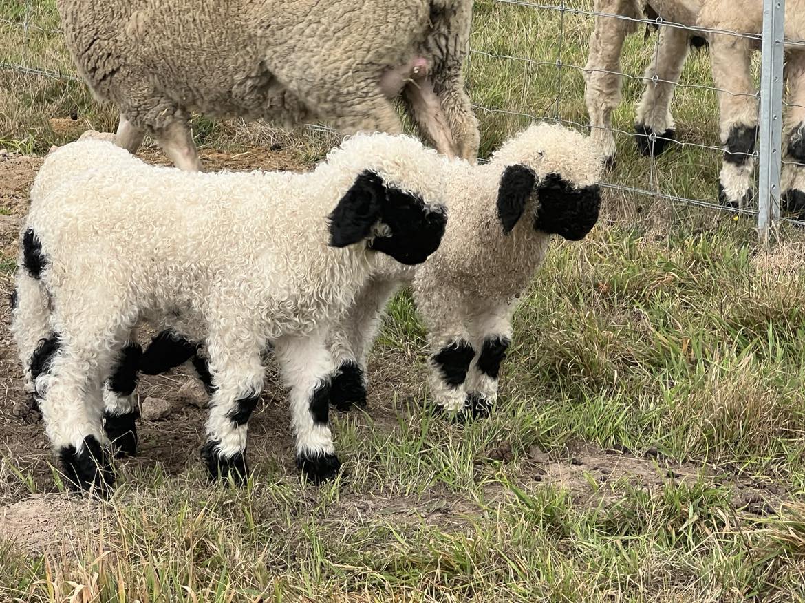 What to look for when purchasing a Valais Sheep | Valais Blacknose Sheep